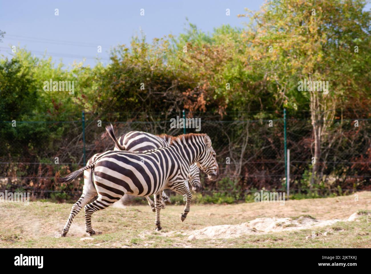 The Zebras run on the field Stock Photo - Alamy