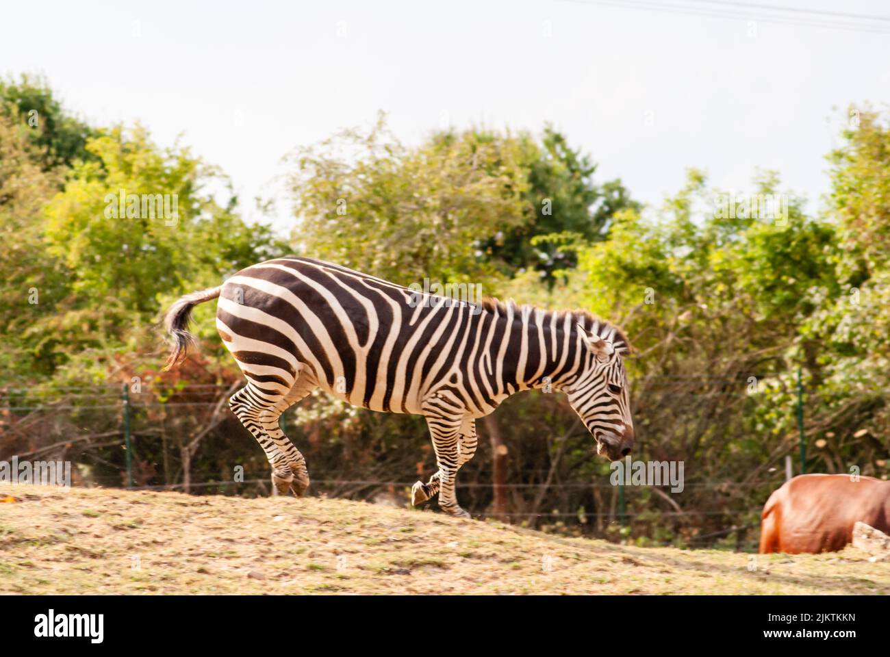 Zebra zoo hi-res stock photography and images - Alamy