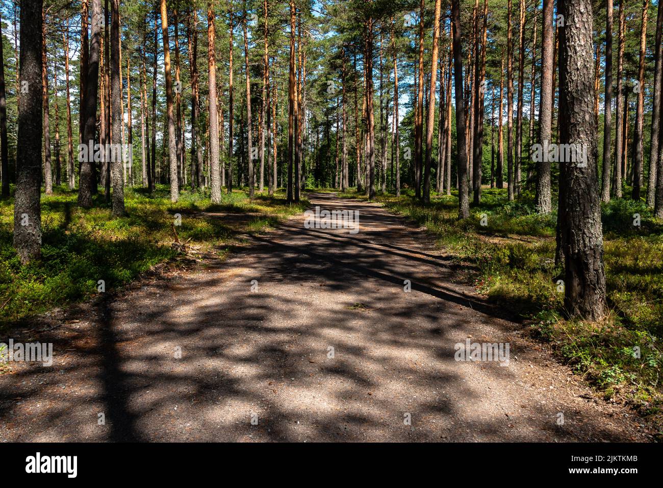 View of a sunny, light forest with a narrow forest path on a summer day ...