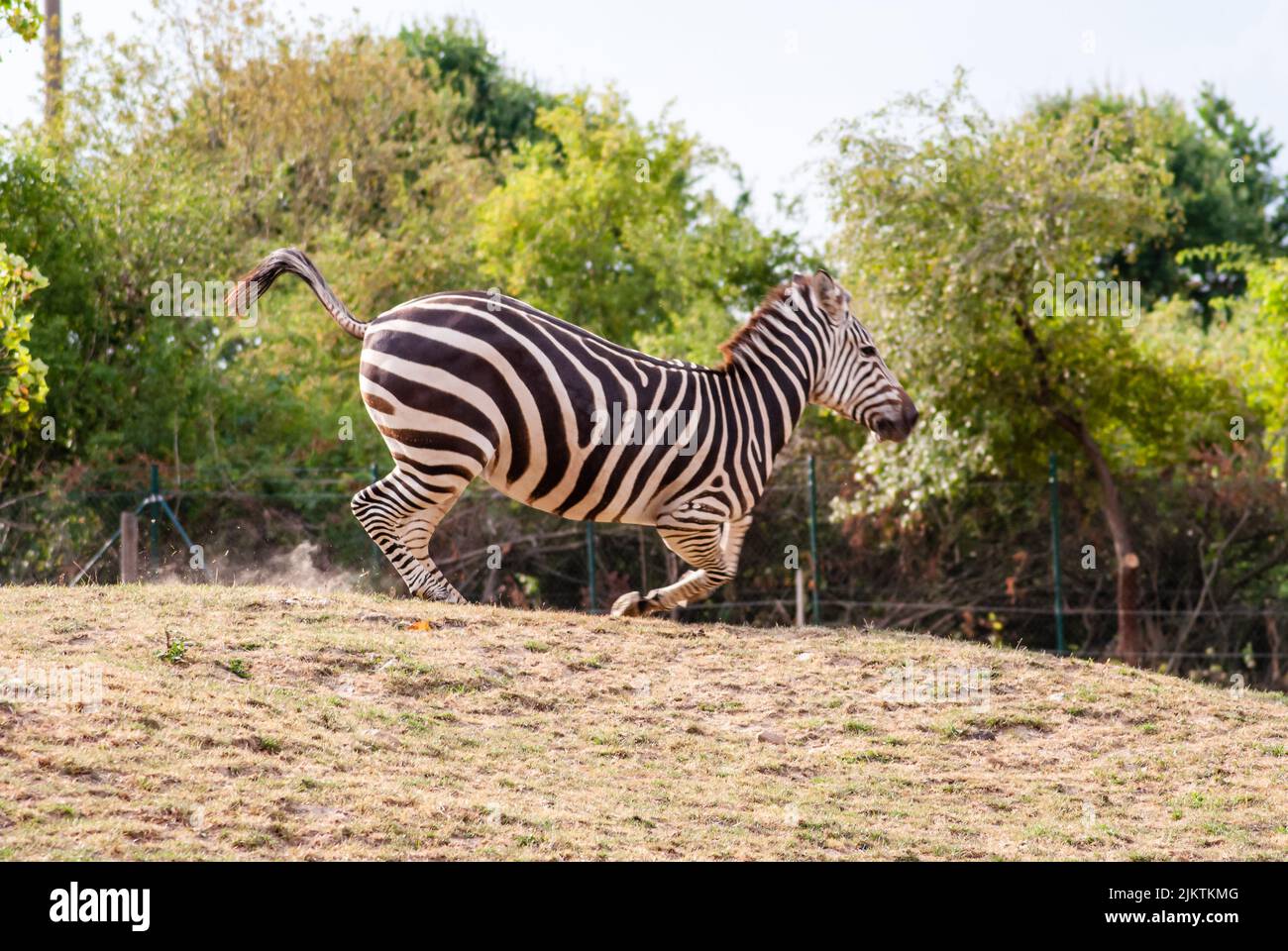 Zebra safari park zoo hi-res stock photography and images - Alamy