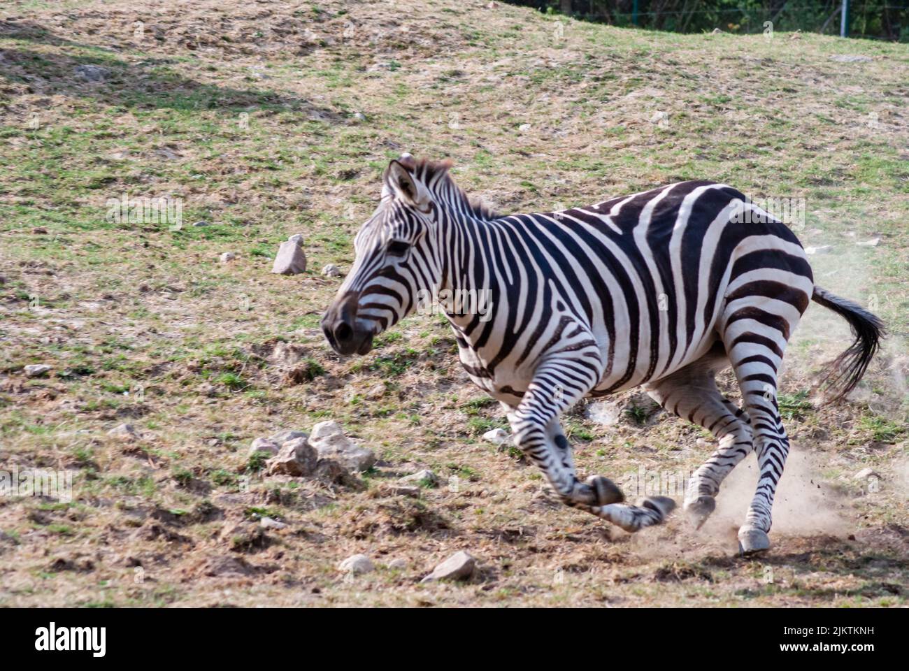 The Zebra runs on the field Stock Photo - Alamy