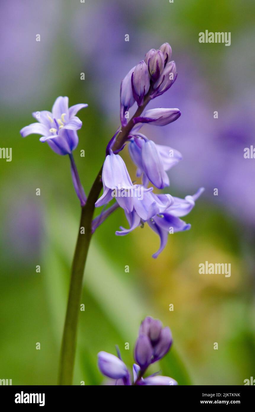 Pretty bluebells blossoming in the spring amongst other bluebells Stock ...