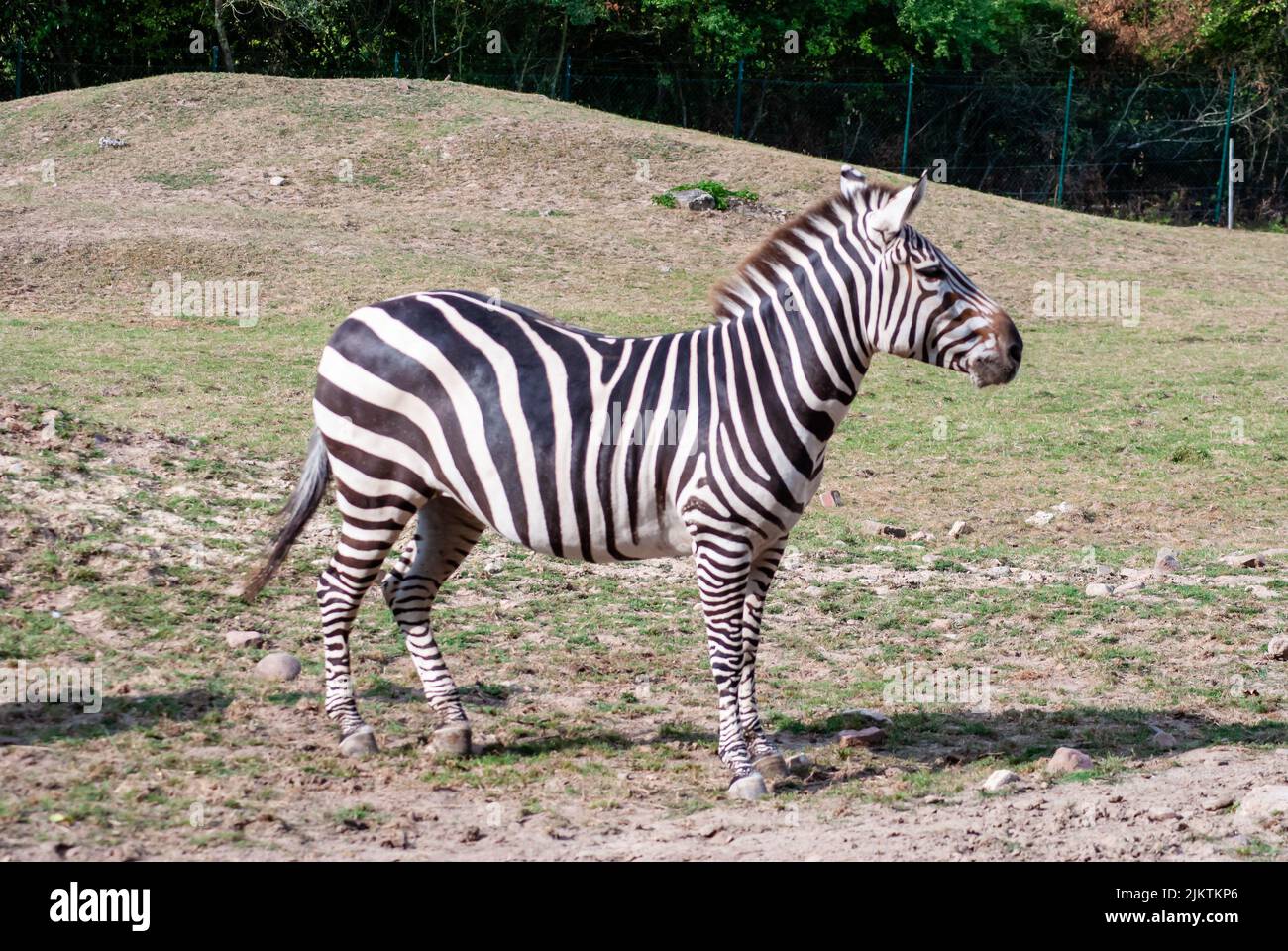 Zebra on a field hi-res stock photography and images - Alamy
