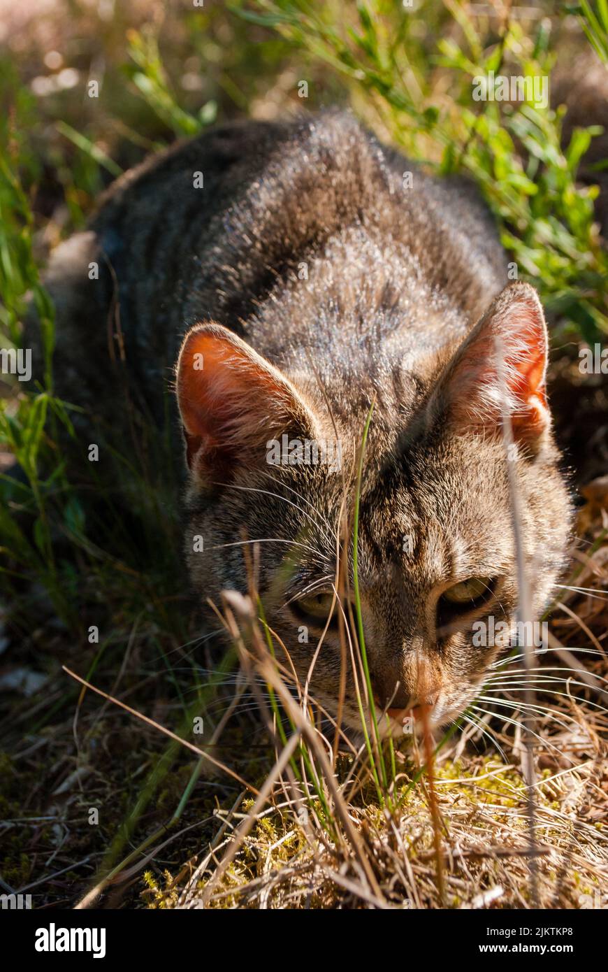 A selective focus shot of a tabby cat crouched down and hiding behind ...