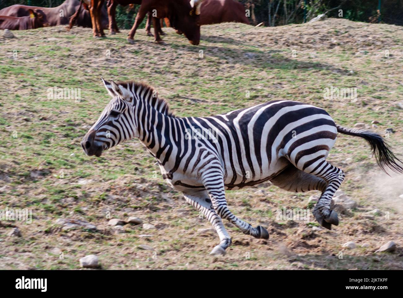 The zebra runs on the field Stock Photo - Alamy