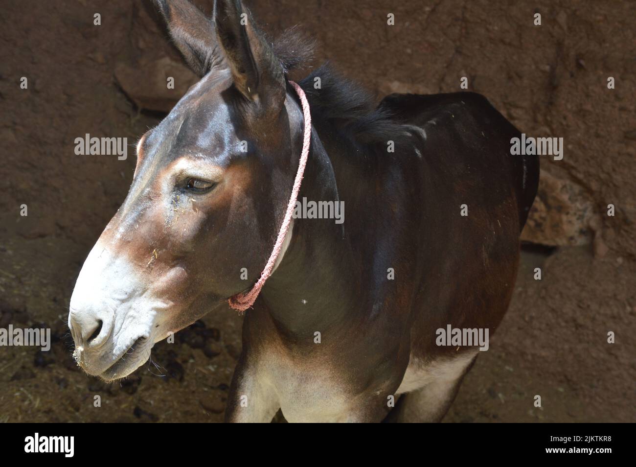 Donkey at farm hi-res stock photography and images - Alamy