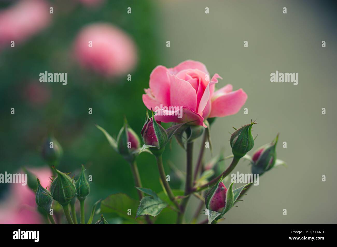Rosebud fresh rose on a rose bush in a botanical garden, park in spring ...