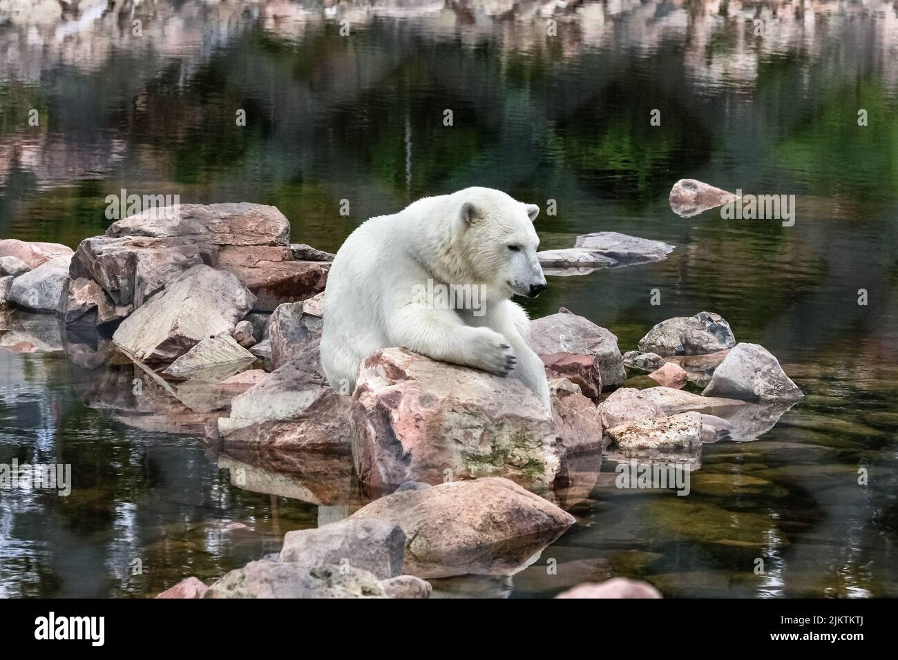 Polar bears in a non-natural environment Stock Photo - Alamy