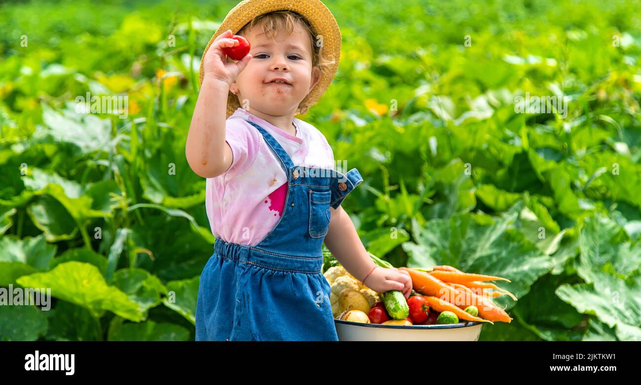 A child with a harvest of vegetables in the garden. Selective focus ...