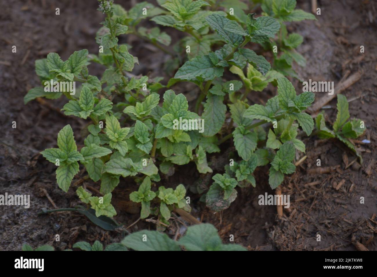 Peppermint tree hi-res stock photography and images - Alamy