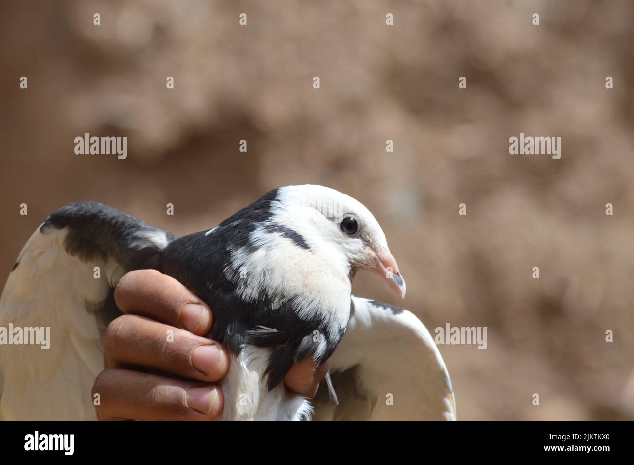 A closeup shot of a hand holding a Donek Pigeon breed on a sunny day ...
