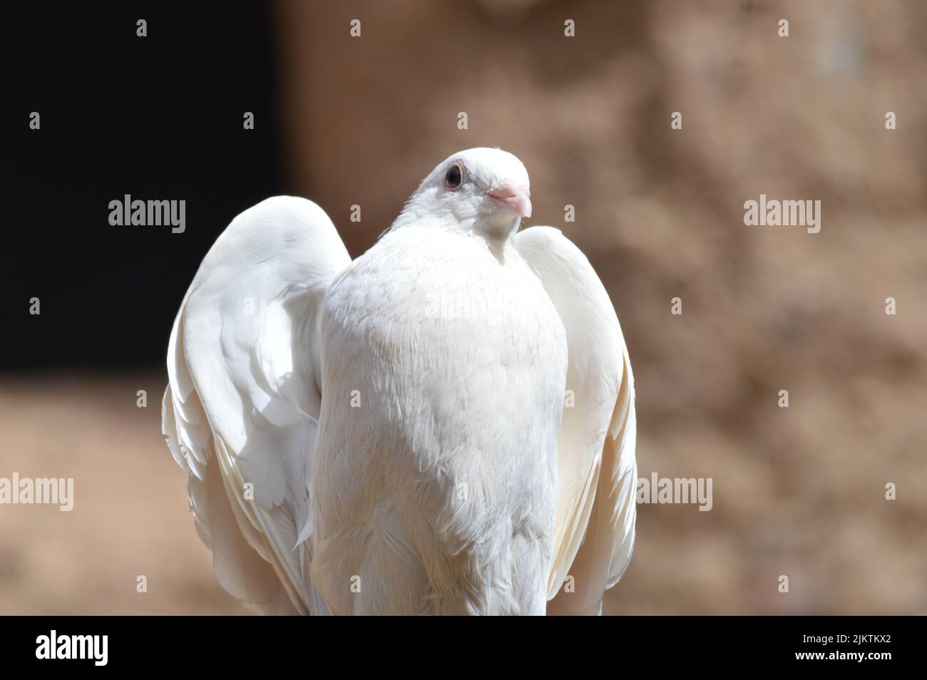 A shallow focus shot of a cute white Barbary dove with blurred stone ...