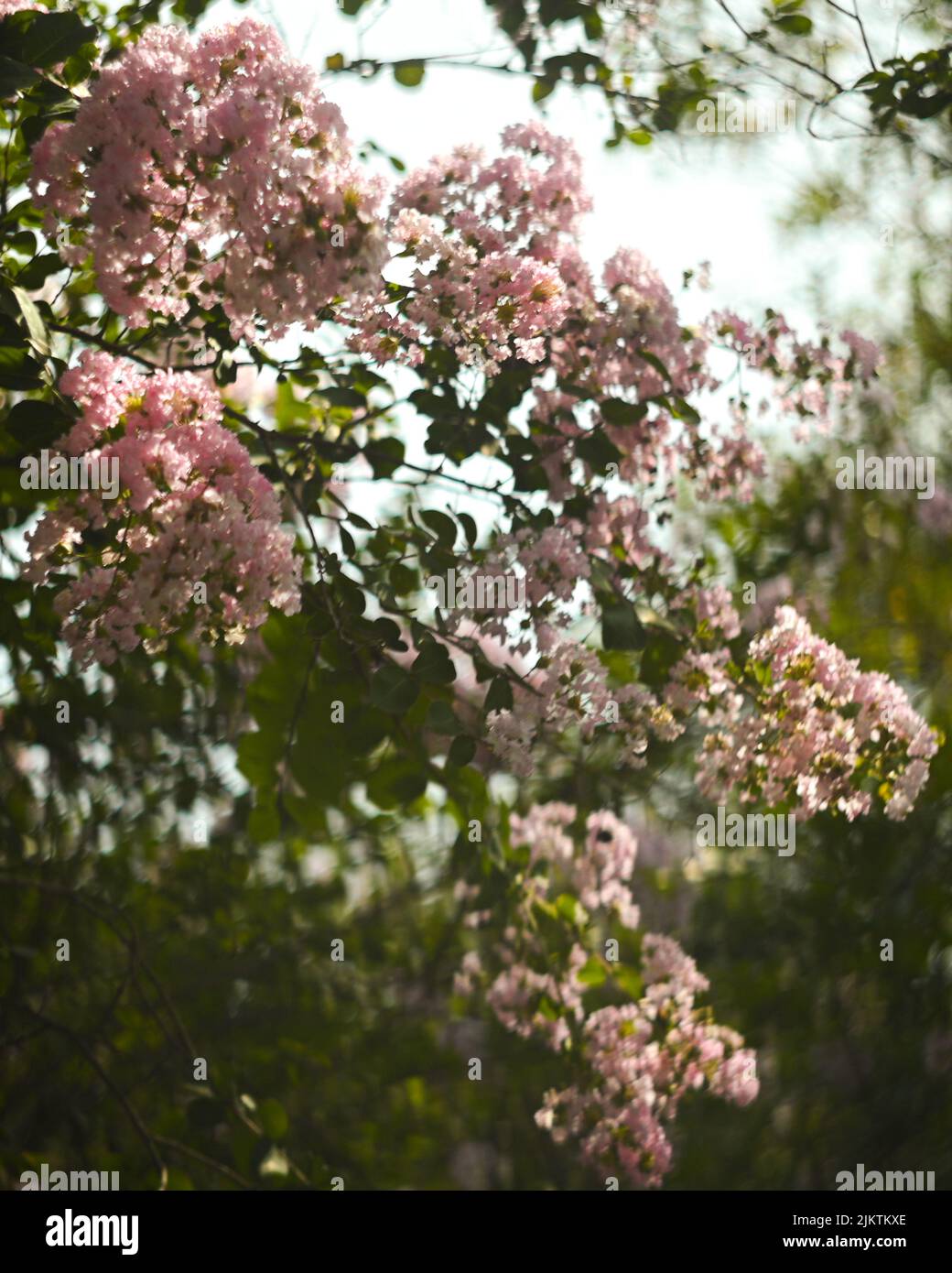 A vertical shot of a blooming pink tree branchon a blurry background ...