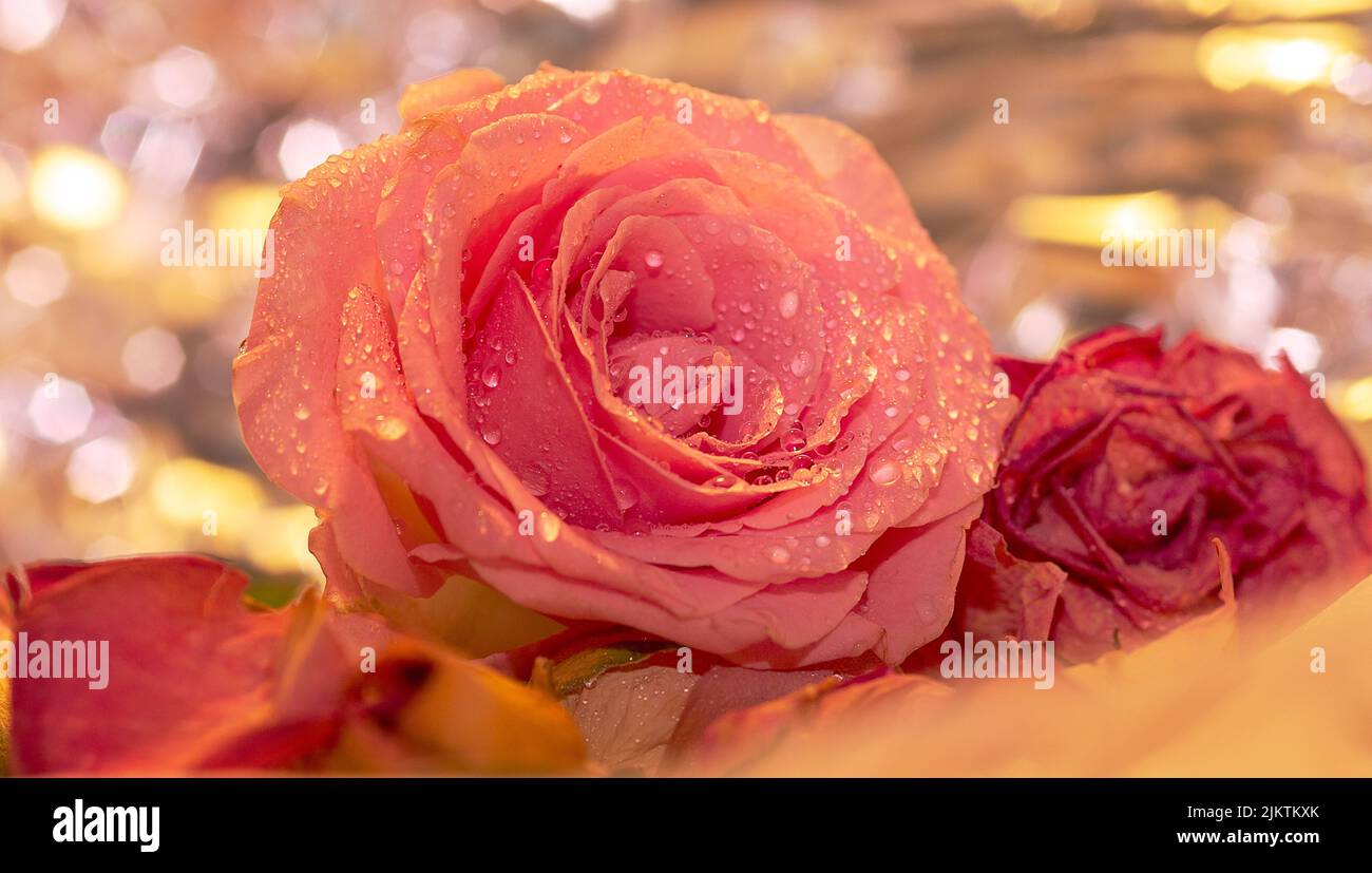 beautiful roses with raindrops staged in an artistic way Stock Photo ...