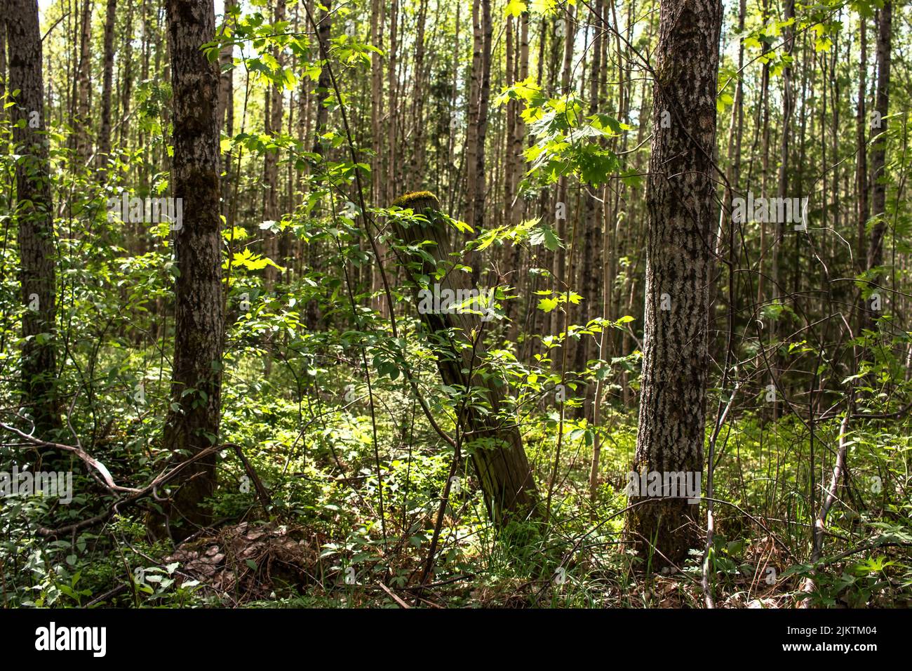 A beautiful shot of many aligned slim forest trees with green plants on ...