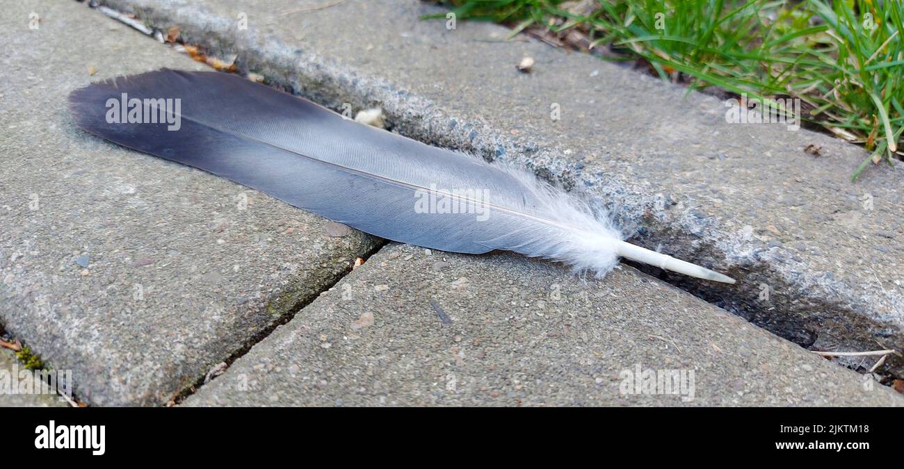 single feather on the ground Stock Photo - Alamy