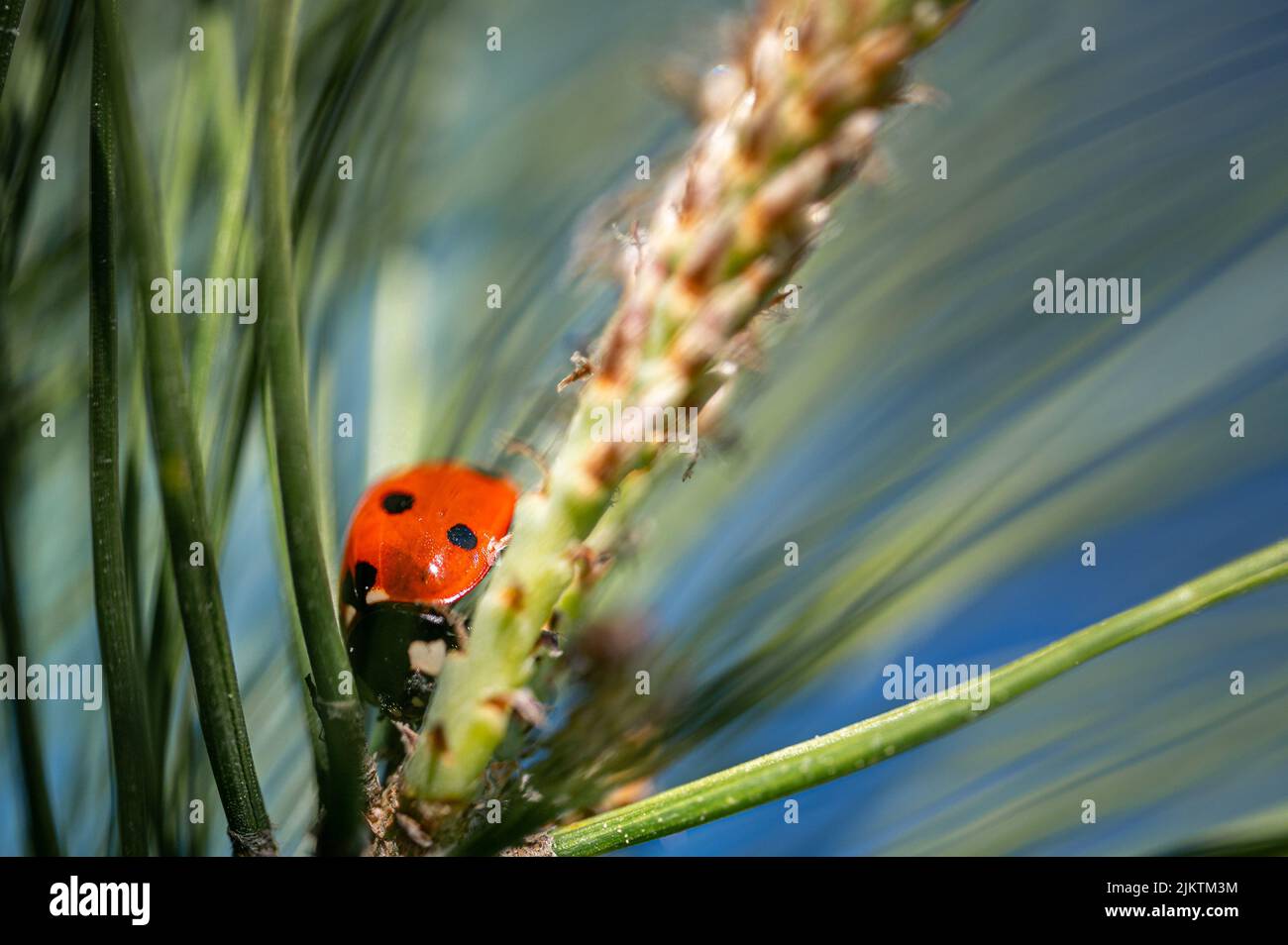 Cute little ladybug hi-res stock photography and images - Alamy
