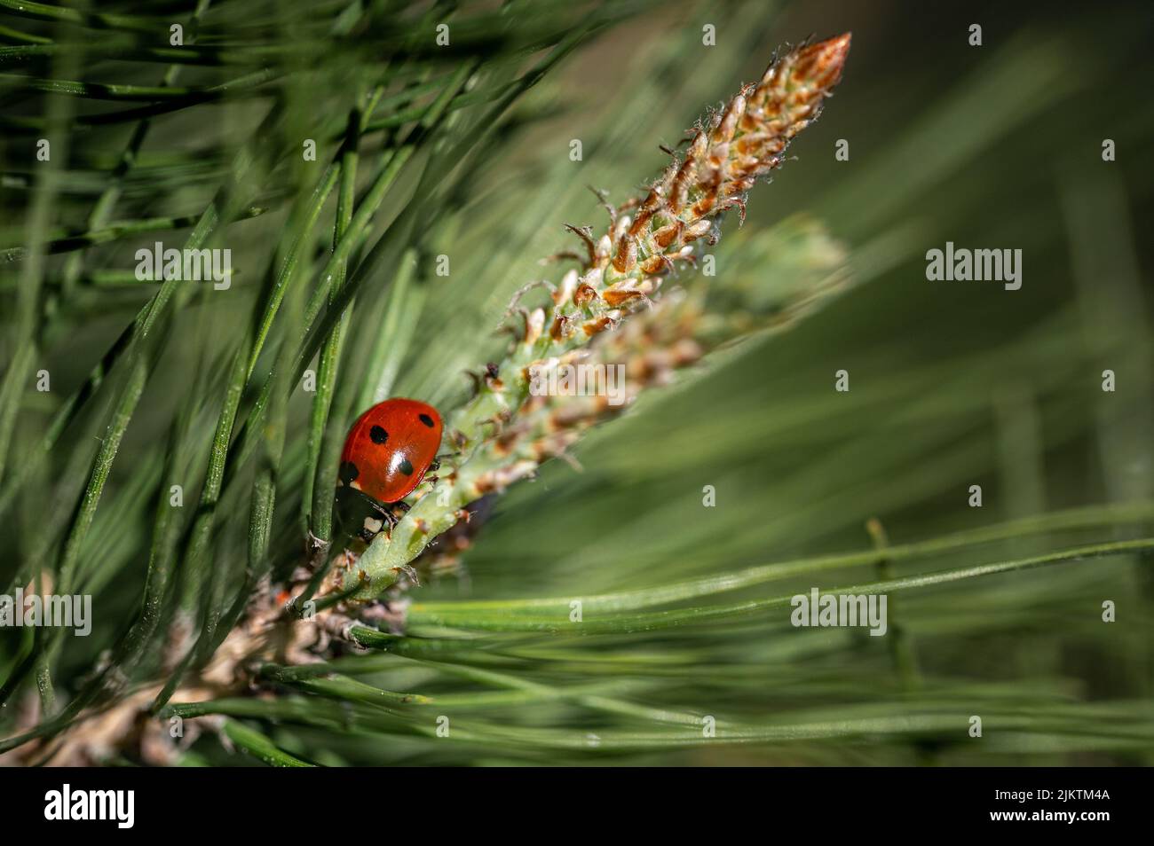 A small cute little ladybug on a maritime pine branch under the ...