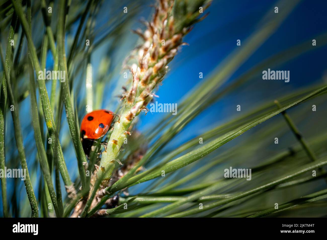 A small cute little ladybug on a maritime pine branch under the ...