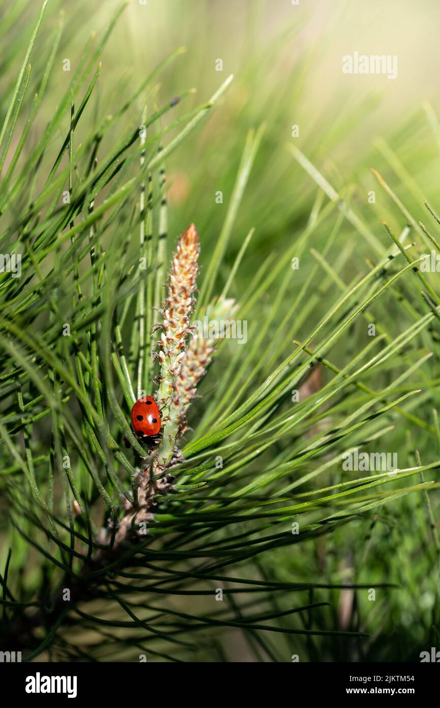 Cute little ladybug hi-res stock photography and images - Alamy