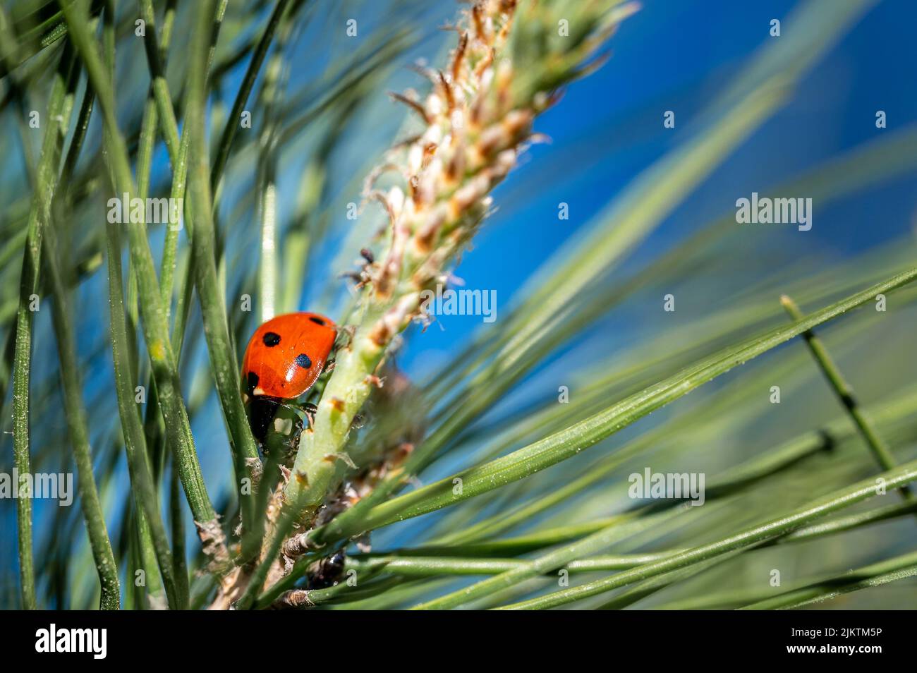 A small cute little ladybug on a maritime pine branch under the ...