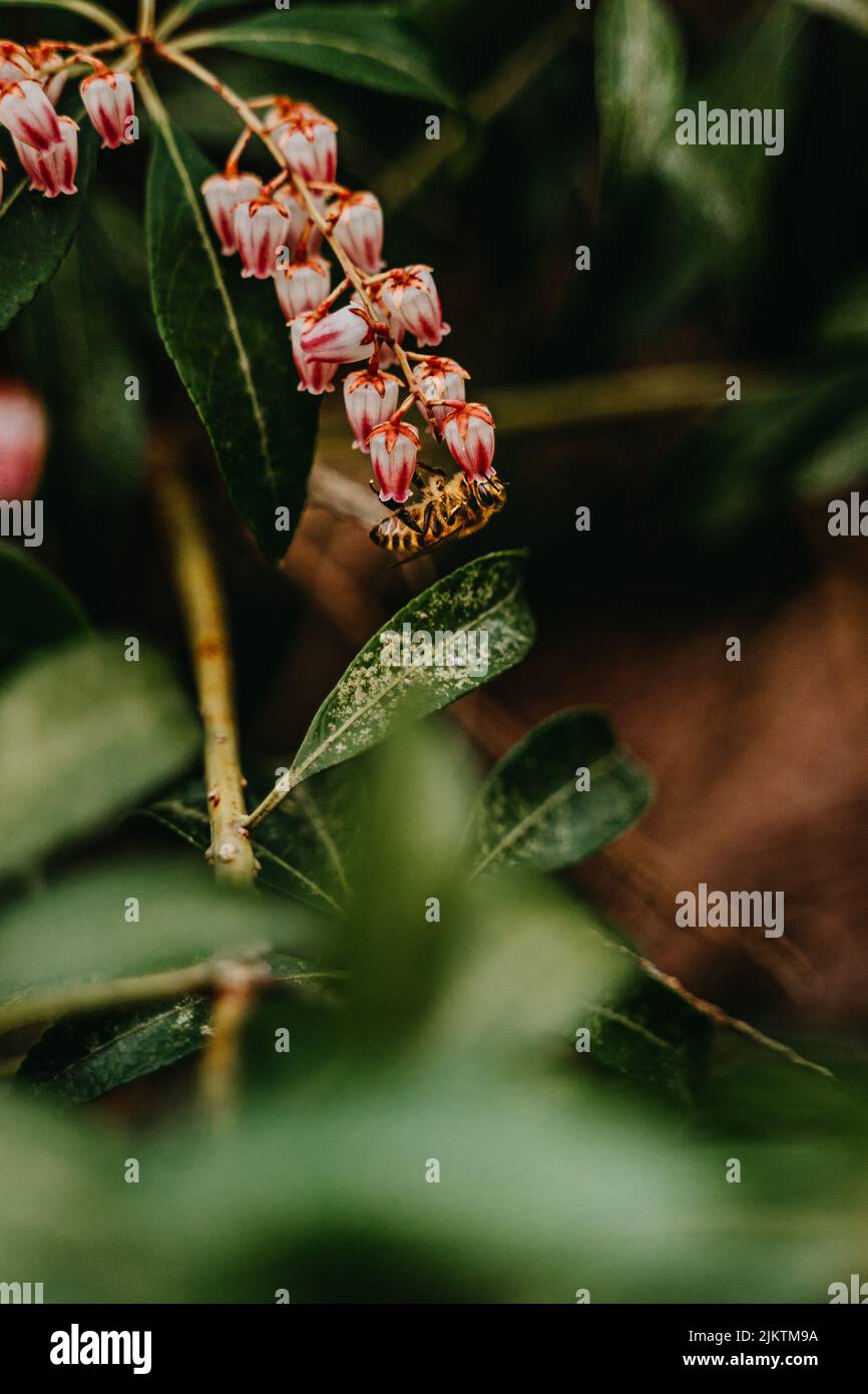 Andromeda Plant Leaf