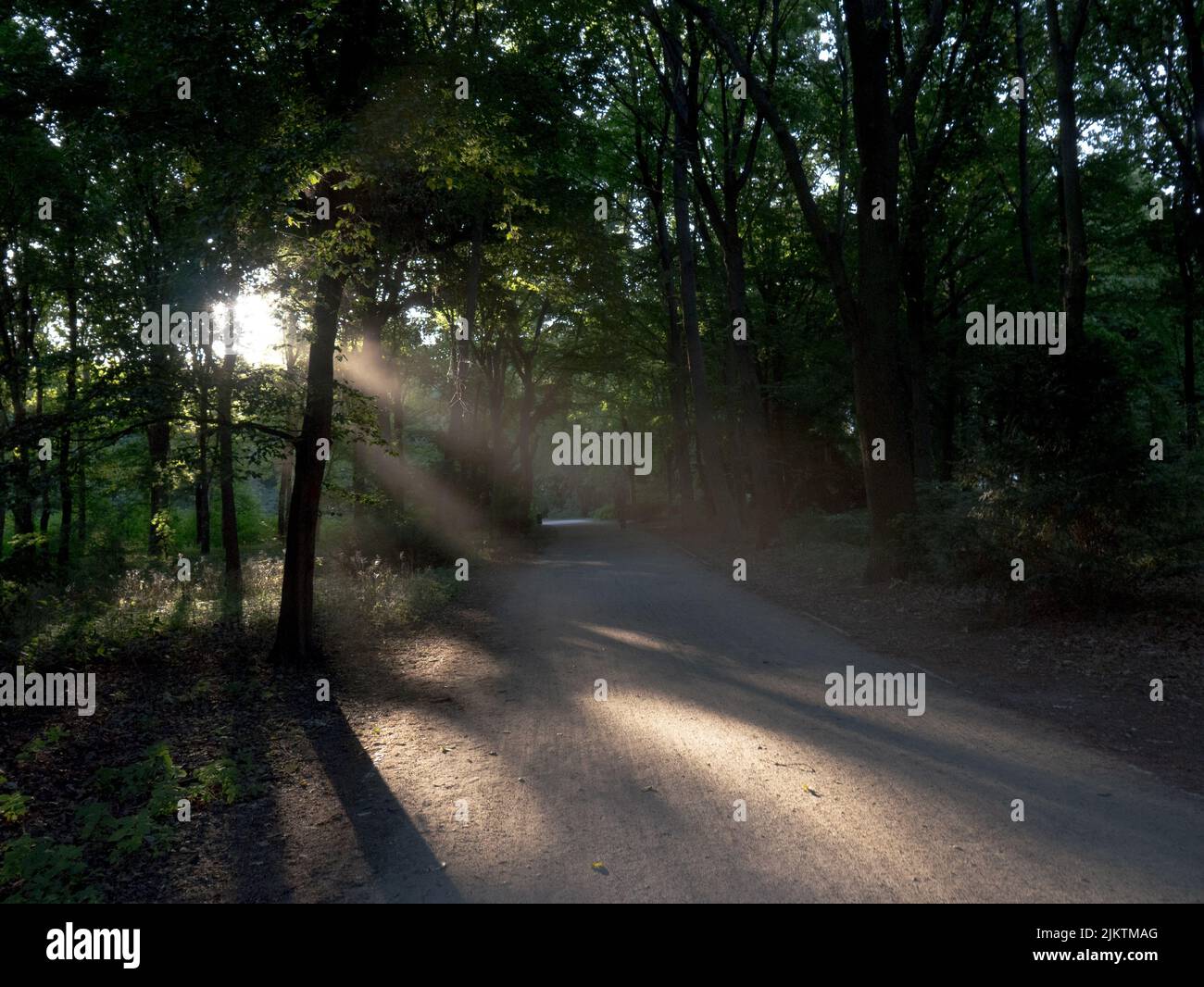 Sunlight through Trees hitting a Path Stock Photo - Alamy