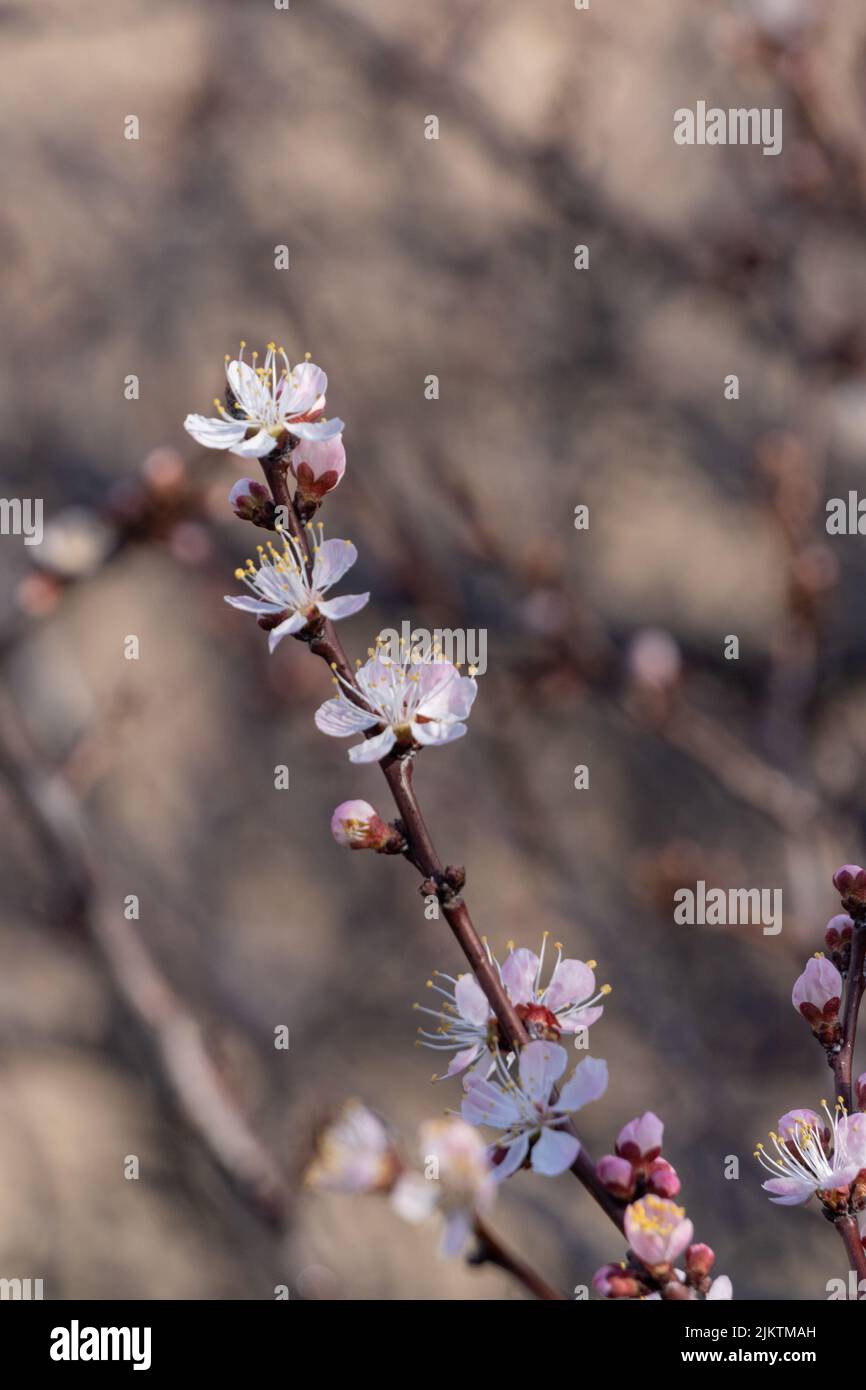 A vertical closeup of the branch of an apricot tree with white flowers ...