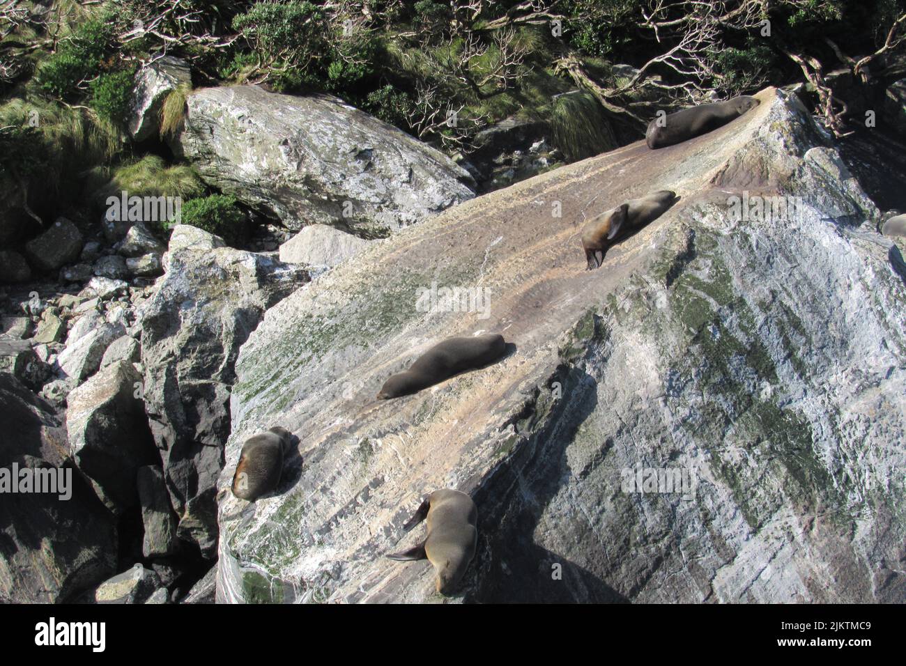 The group of seals resting on the rocks Stock Photo - Alamy