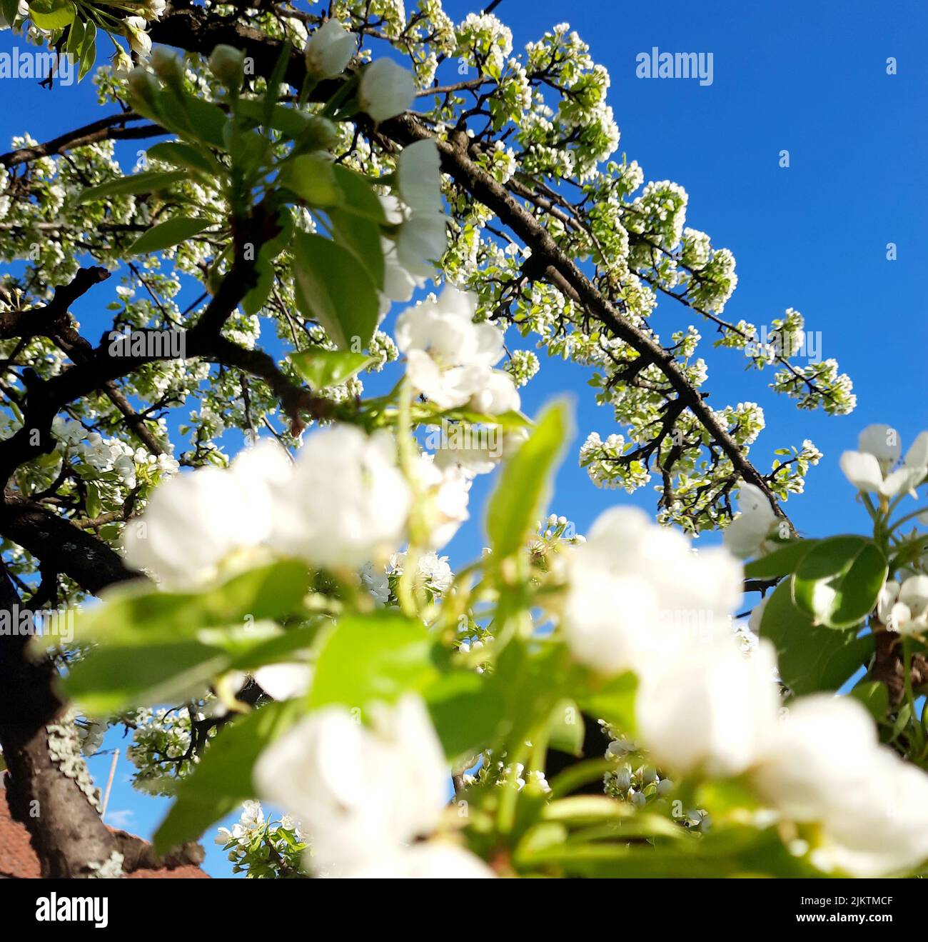 Pear tree spring hi-res stock photography and images - Alamy