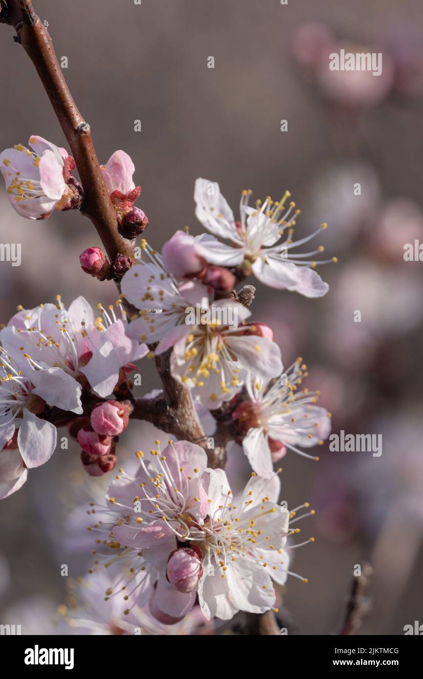 A vertical closeup of the branch of an apricot tree with white flowers ...