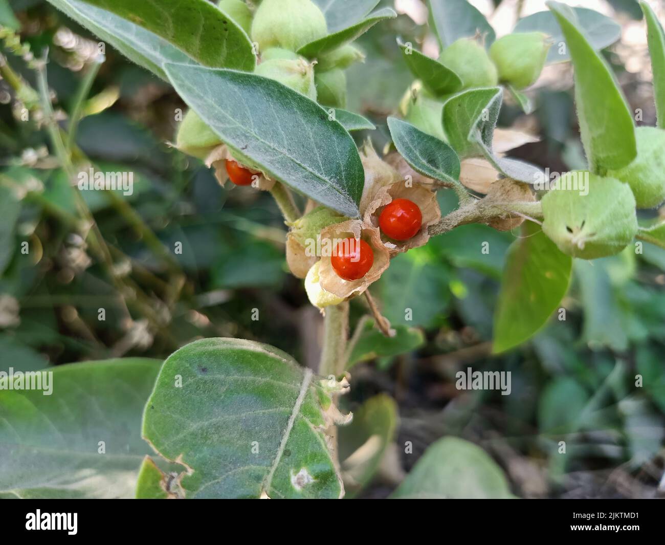 Ashwagandha green plants growing in garden. Withania somnifera Leaves ...