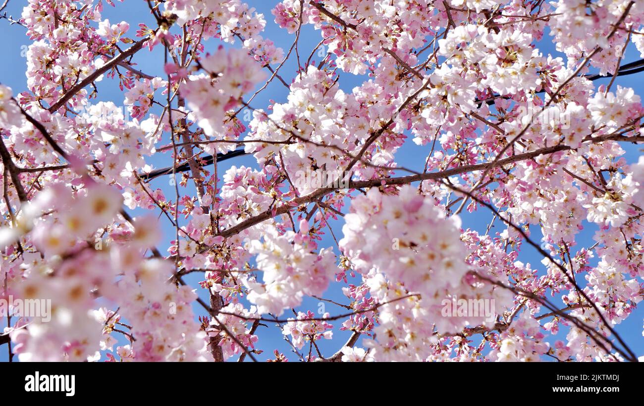 A view of a beautiful sakura tree in early spring looking beautiful in ...