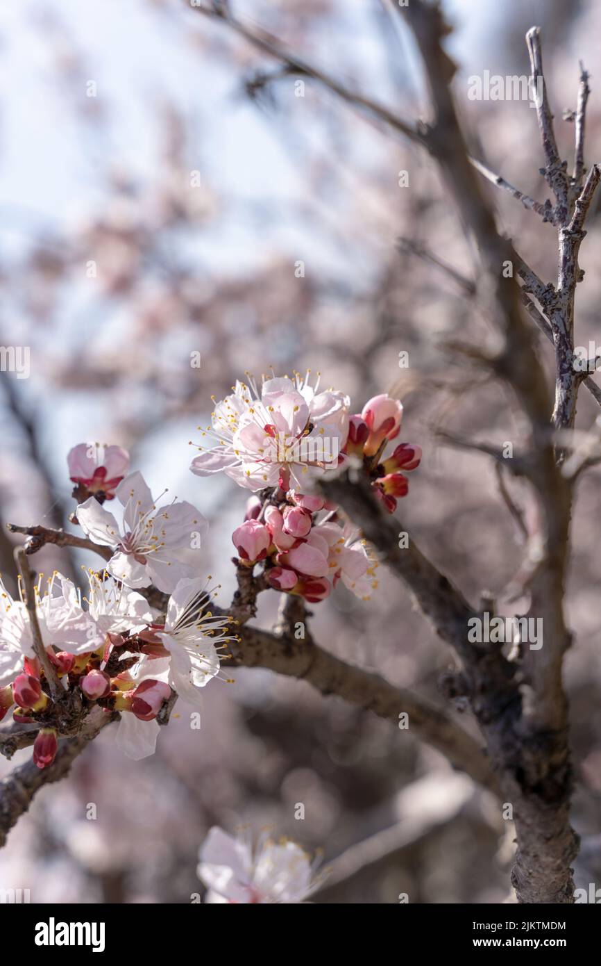 A vertical closeup of the branch of an apricot tree with white flowers ...
