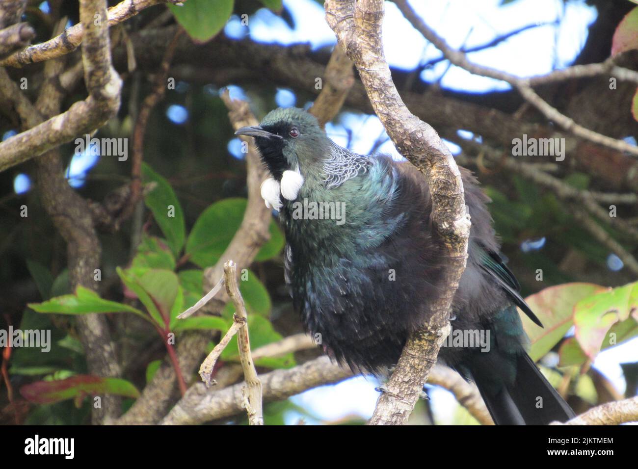 Tui bird forest habitat hi-res stock photography and images - Alamy