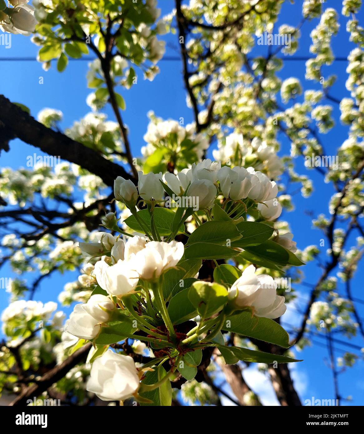 Pear tree spring hi-res stock photography and images - Alamy