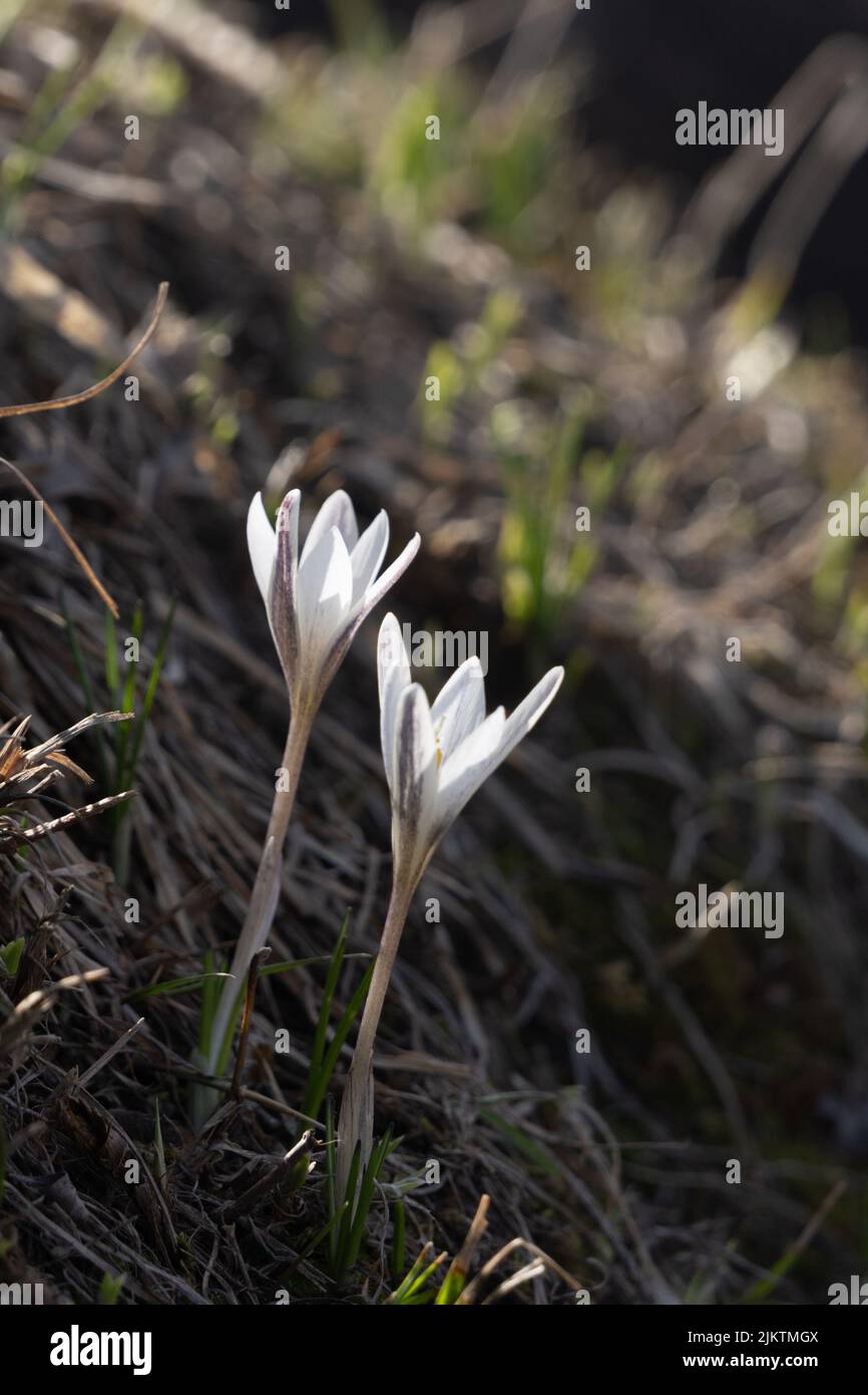 Mediterranean meadow saffron hi-res stock photography and images - Alamy