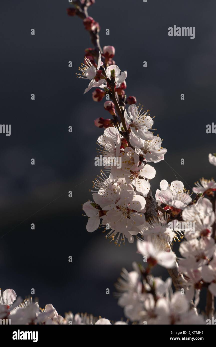 A vertical closeup of the branch of an apricot tree with white flowers ...