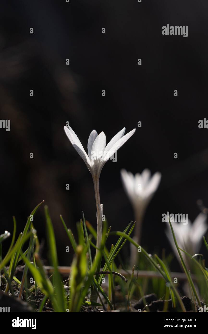Meadow saffron colchicum cupanii hi-res stock photography and images ...