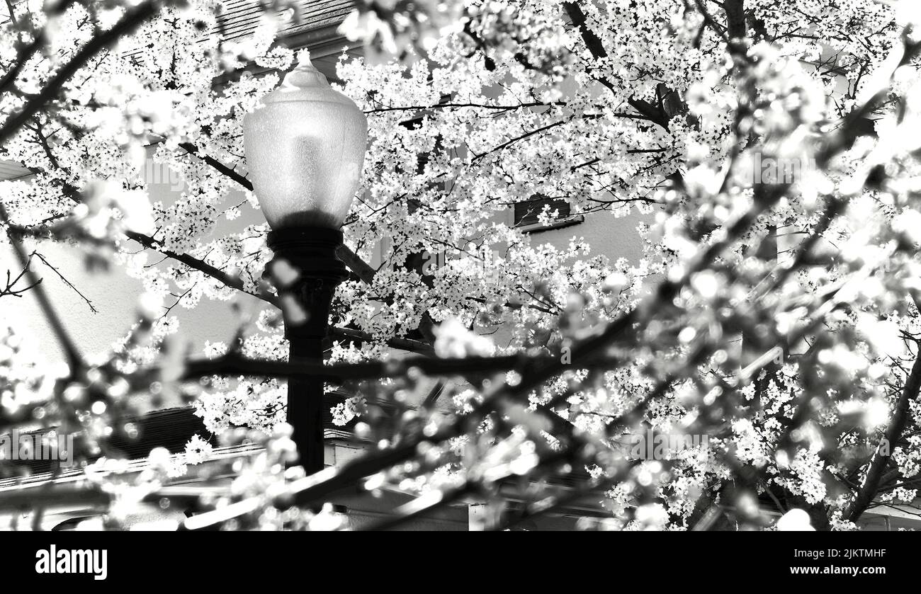 Cherry tree and street lamp hi-res stock photography and images - Alamy