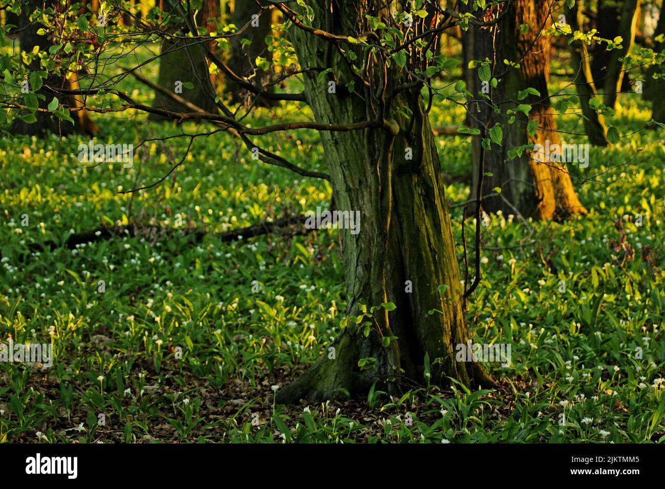 Surrounded by tree hi-res stock photography and images - Alamy