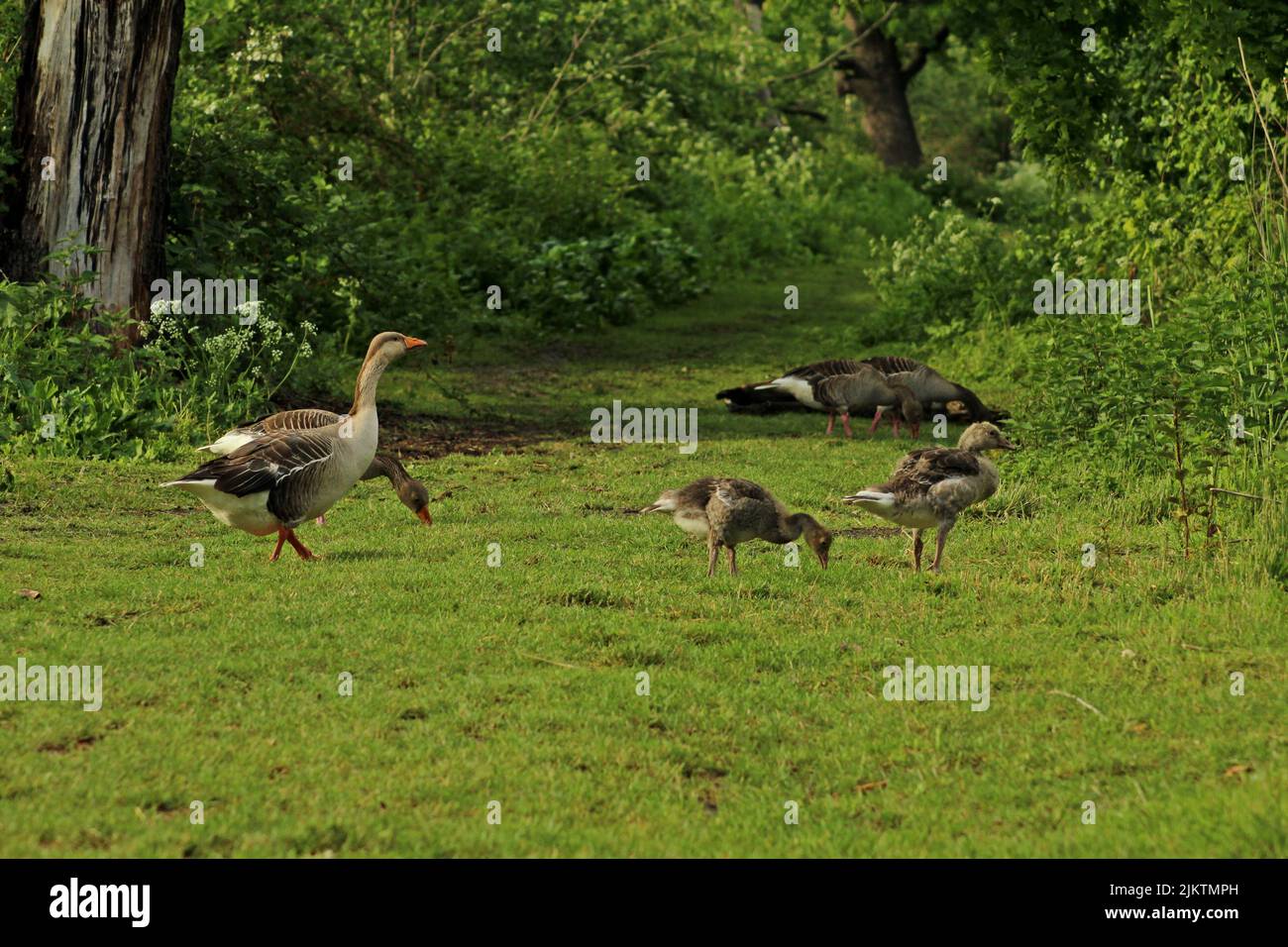 A closeup of a flock of grey geese walking on the ground covered with ...