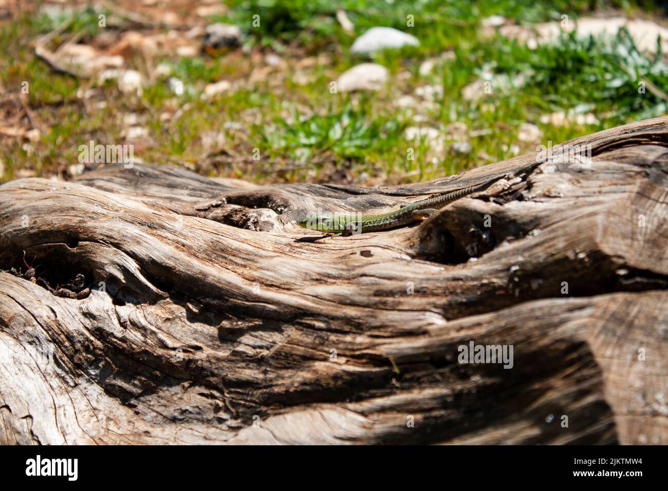 Closeup small broken tree hi-res stock photography and images - Alamy