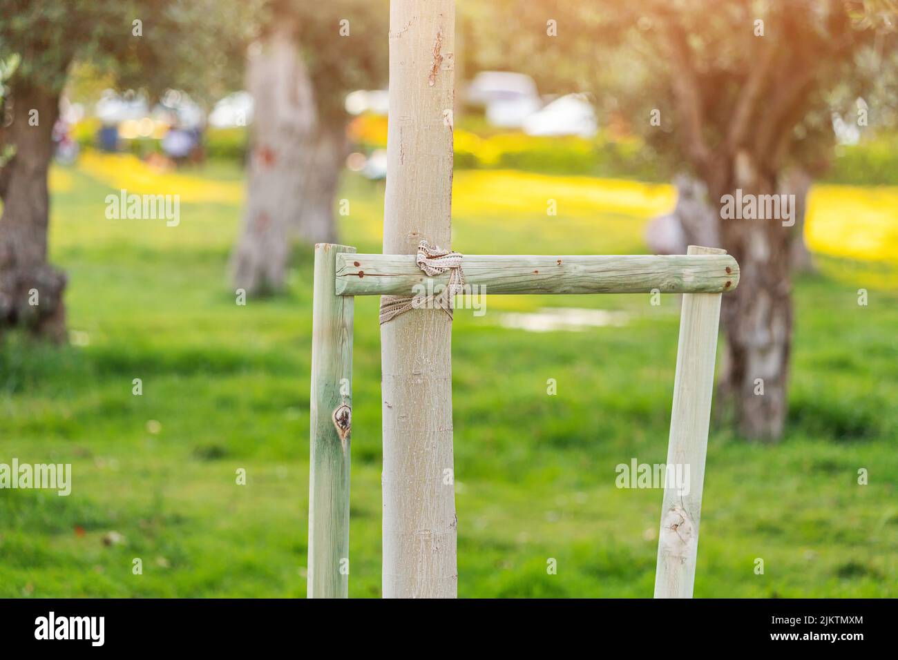 A sapling of a young tree with supporting sticks in a city park. Help ...
