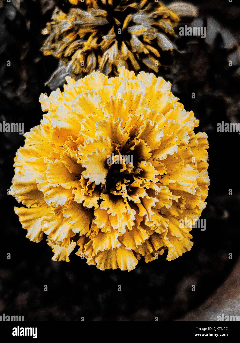 The Dwarfish Golden Flowers of Markest Stock Photo - Alamy