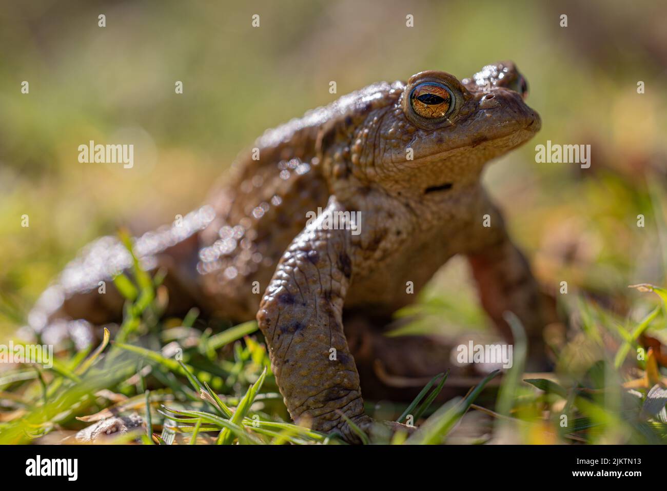 Fauna common toad hi-res stock photography and images - Alamy