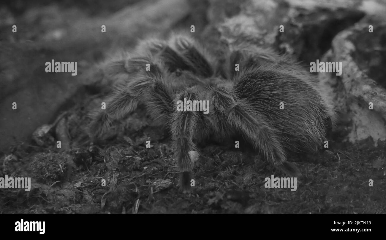 Wolf ground Black and White Stock Photos & Images - Alamy