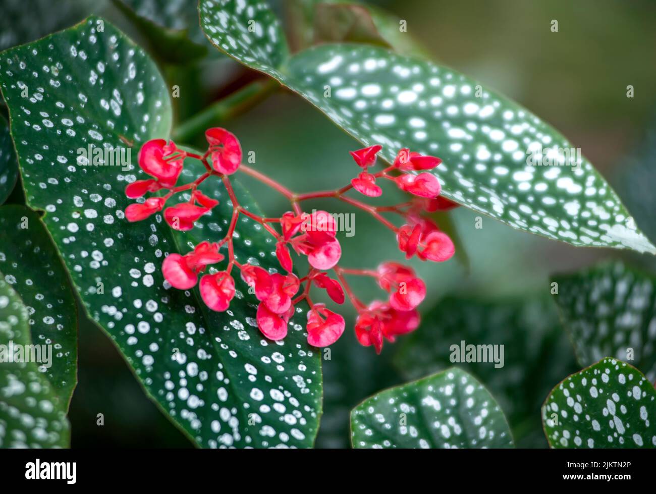 Dotted leaves hi-res stock photography and images - Alamy