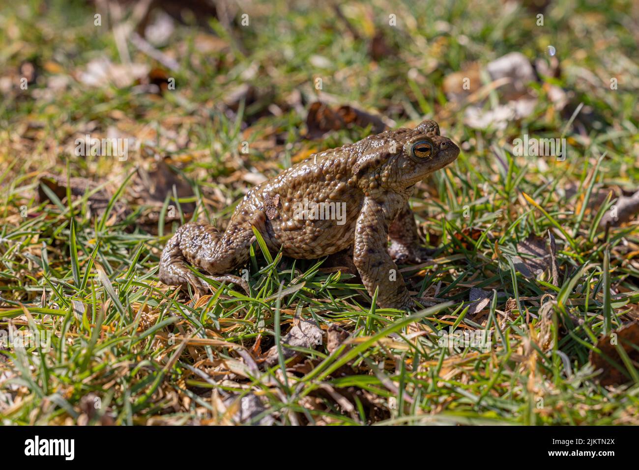 Common toad on grass hi-res stock photography and images - Alamy
