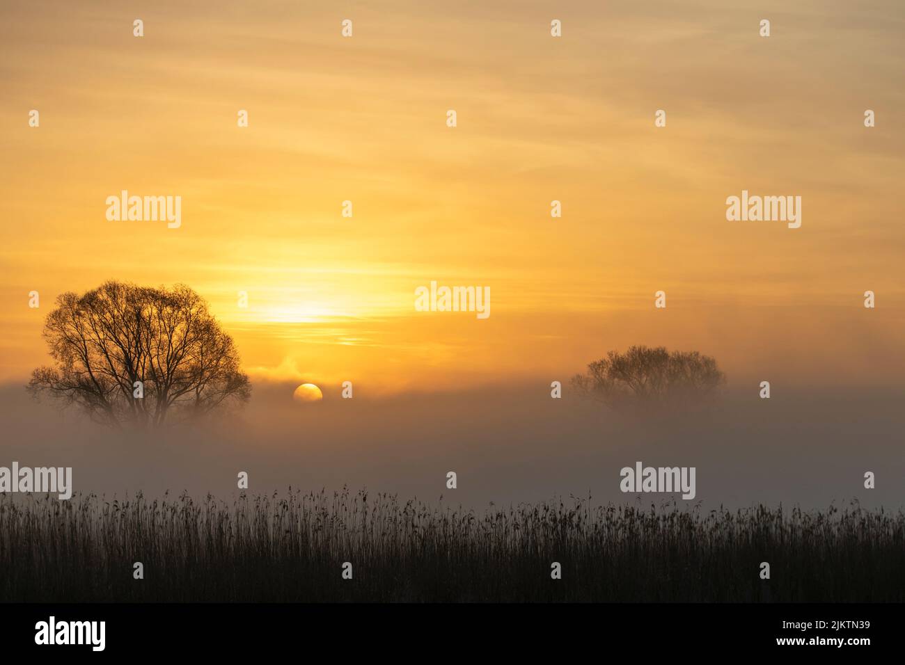 A bright yellow sunset in the field with the silhouettes of trees Stock ...